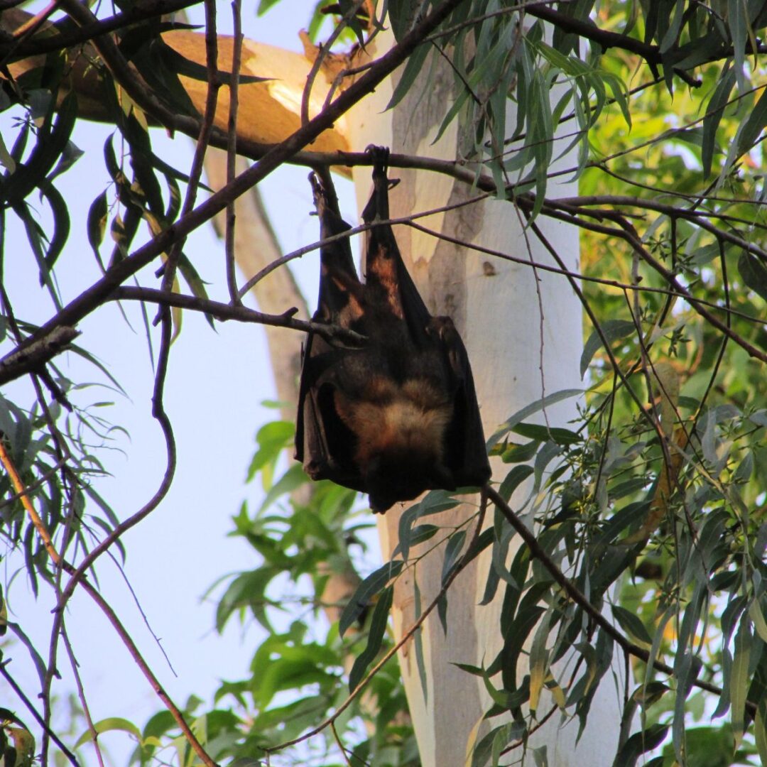 Spiritual Meaning Of Bats - Spirit Animal - Insight state
