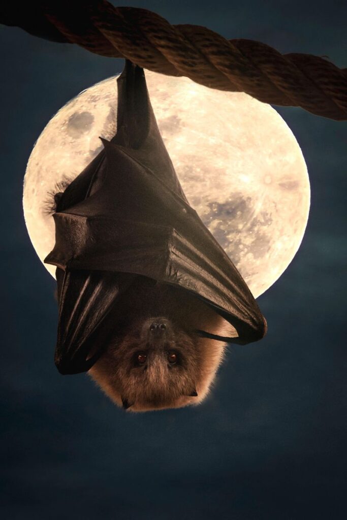 Spiritual Meaning Of Bats - Spirit Animal - Insight state