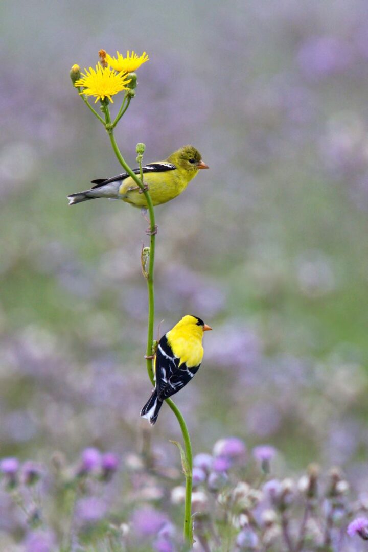 Symbolism & Spiritual Meanings Of Seeing A Yellow Bird - Insight state