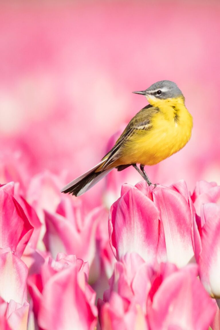 Symbolism & Spiritual Meanings Of Seeing A Yellow Bird - Insight state