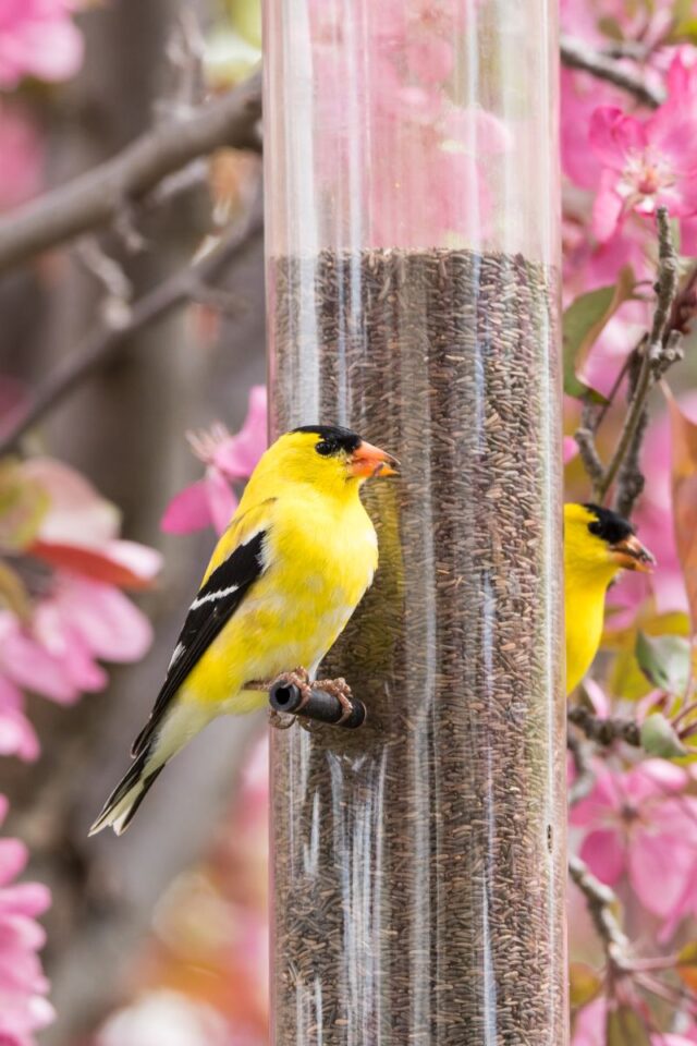 Symbolism & Spiritual Meanings Of Seeing A Yellow Bird - Insight state