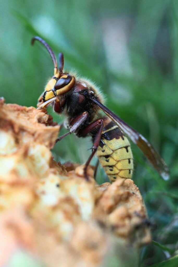 Wasp Spiritual Meaning - Spirit Animal - Insight state