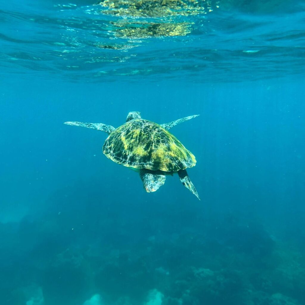 Turtle Spirit Animal - Symbolism and Spiritual Meaning - Insight state