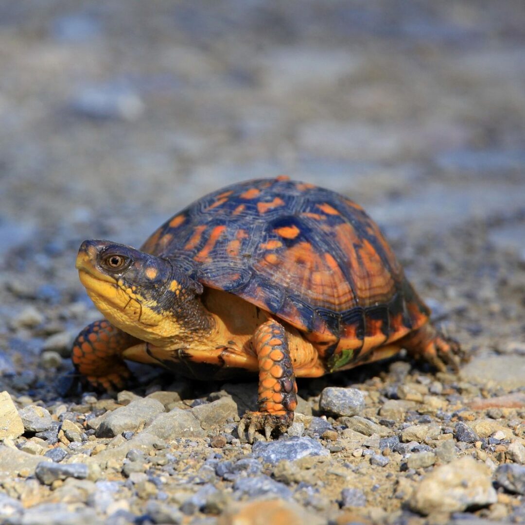 Turtle Spirit Animal - Symbolism and Spiritual Meaning - Insight state