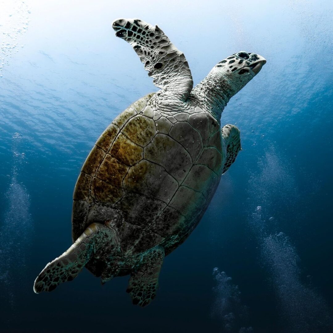 Turtle Spirit Animal - Symbolism and Spiritual Meaning - Insight state