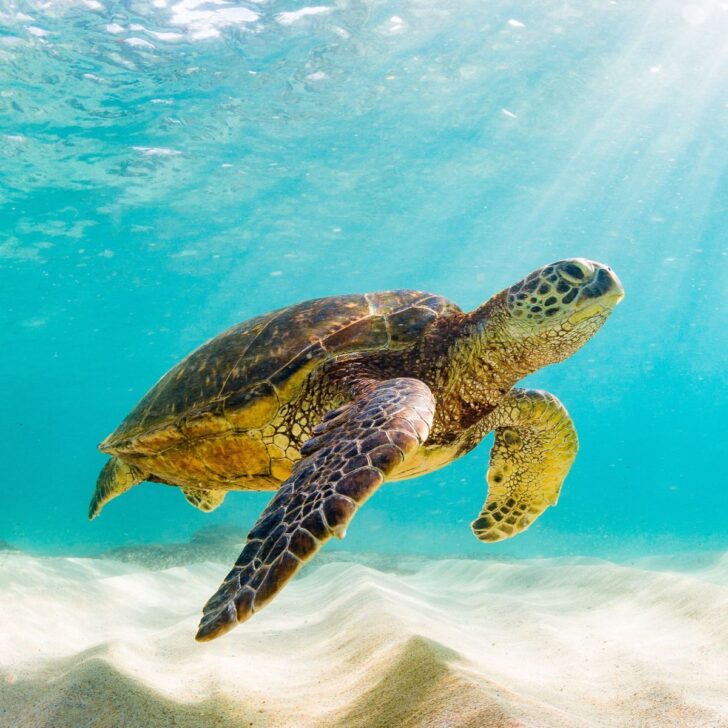 Turtle Spirit Animal - Symbolism and Spiritual Meaning - Insight state